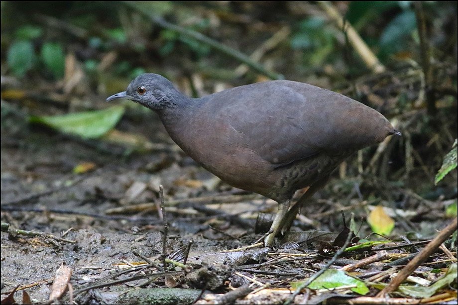 Bosque de protección Alto Mayo - Alto Mayo Turismo