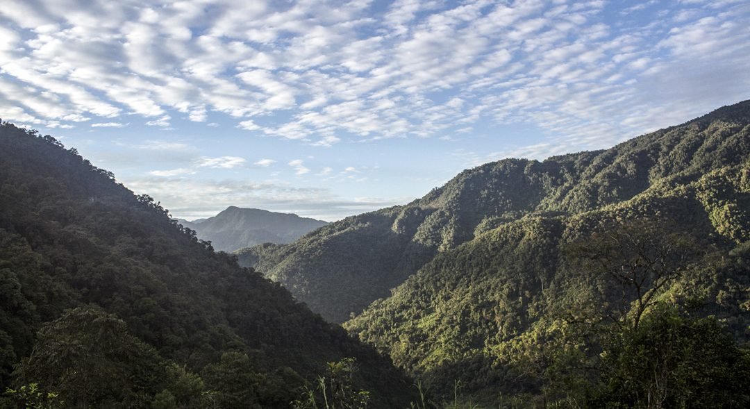 Bosque de protección Alto Mayo - Alto Mayo Turismo