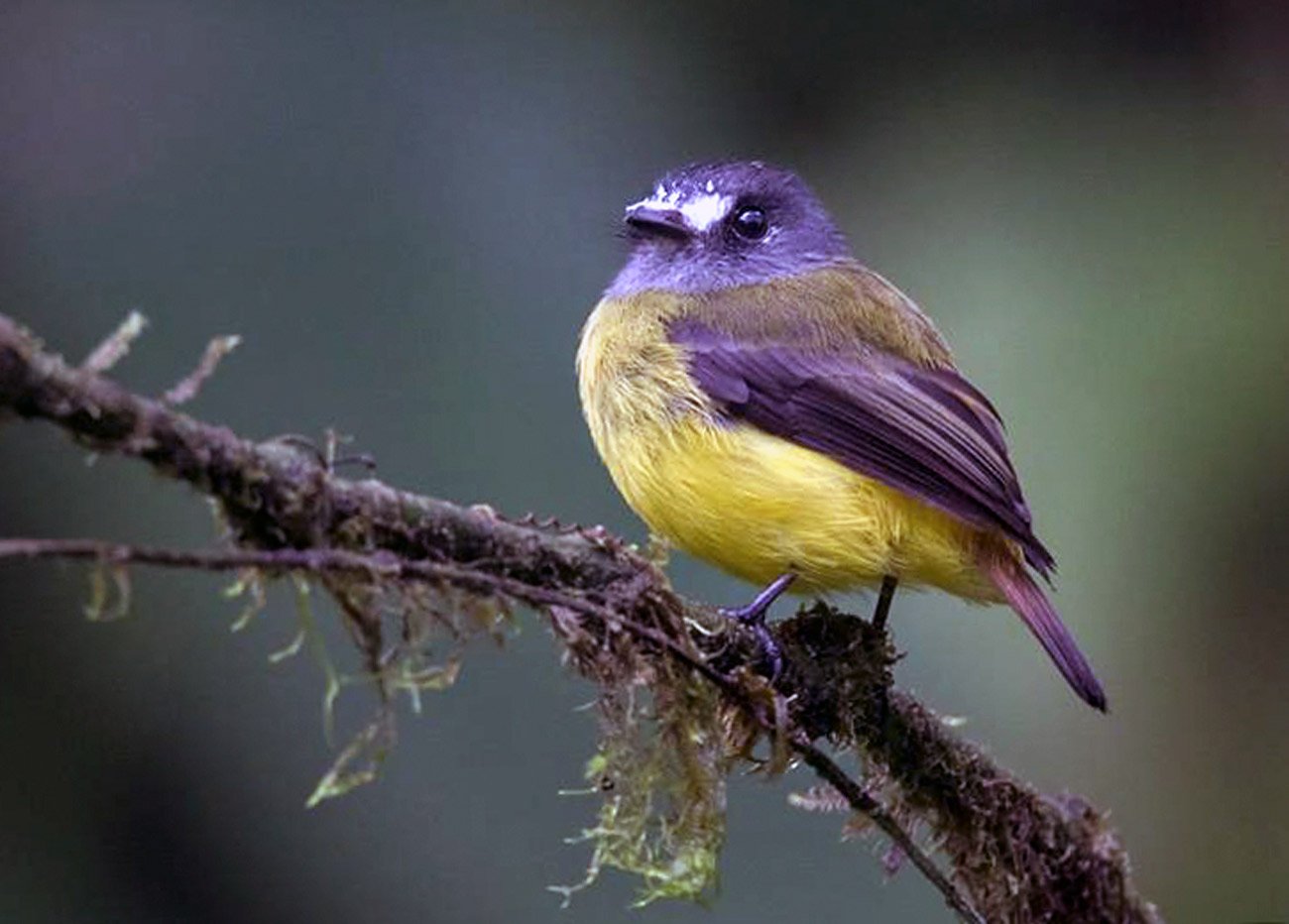 Bosque de protección Alto Mayo - Alto Mayo Turismo